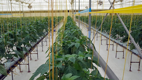 Three Israeli startups in the hunt for FoodTech Challenge’s $2 million ...