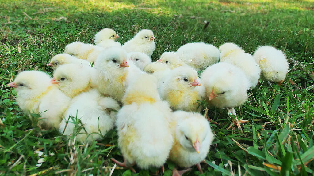 Israeli startup breeds hens which lay eggs of female-only chicks | Ctech